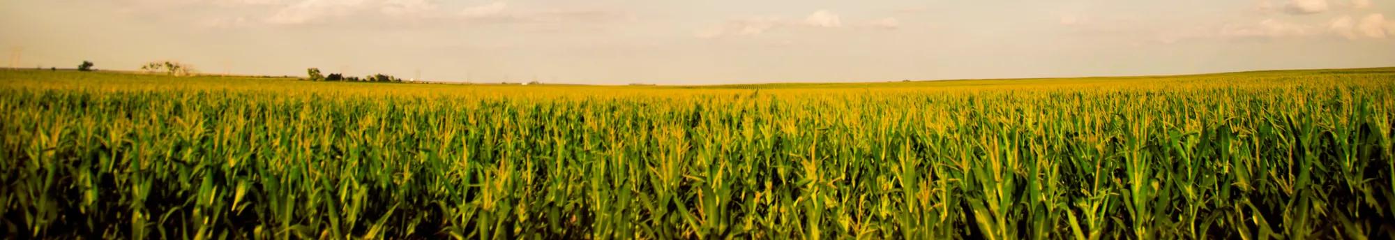 Historical Corn, Soybean and Wheat Prices | Frontier Farm Credit