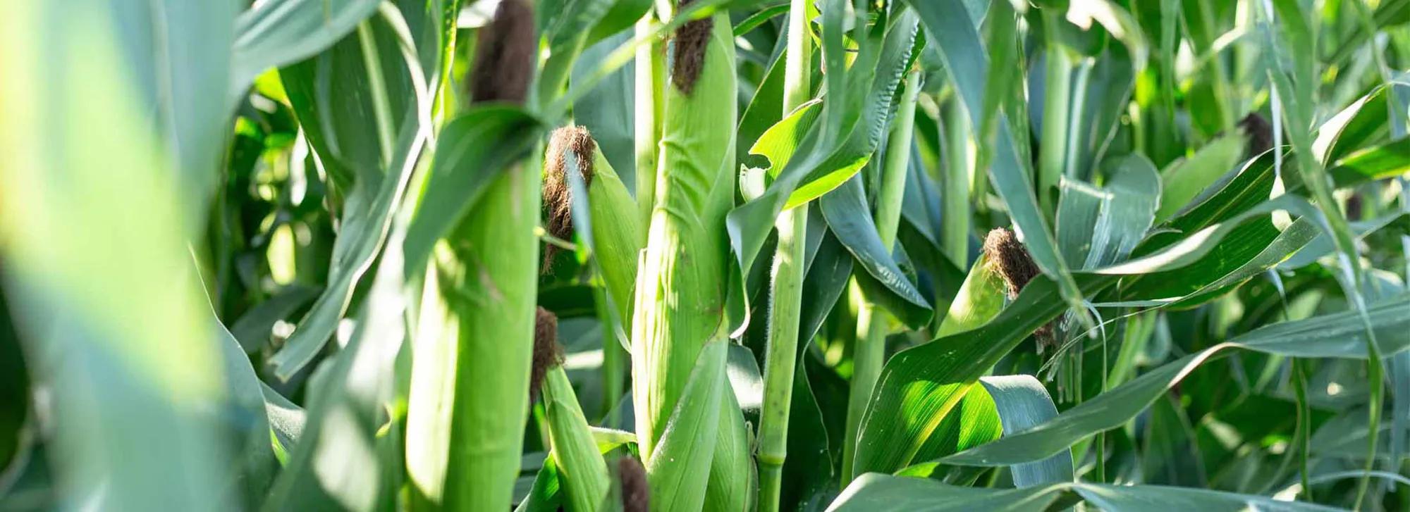 The Importance of Operating Loans | AgCountry