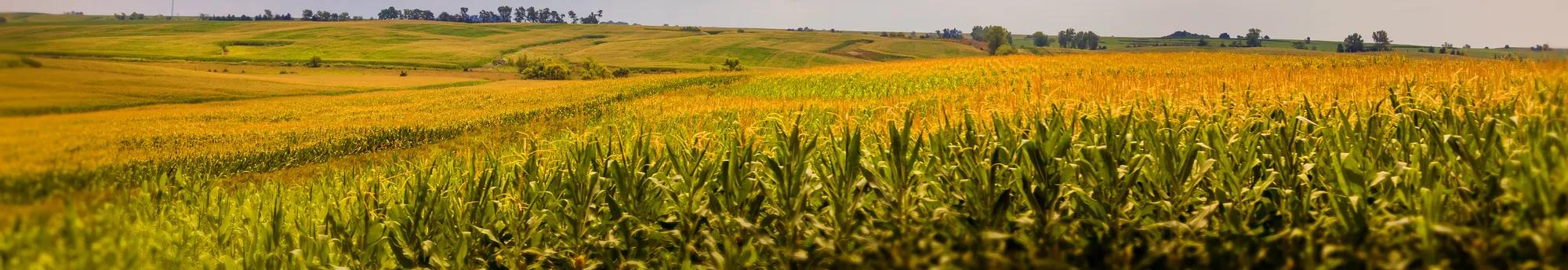 Area Revenue Protection Crop Insurance | Frontier Farm Credit