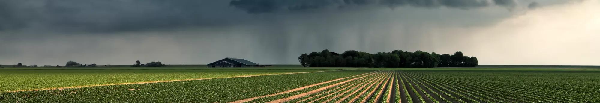 Crop Hail Insurance | Frontier Farm Credit