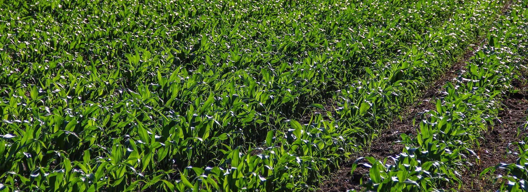 January WASDE Delivers Surprises | FCSAmerica