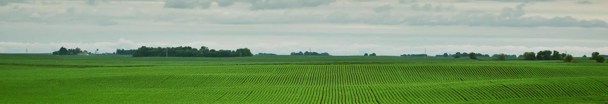 Enhanced Coverage Option (ECO) Crop Insurance | FCSAmerica