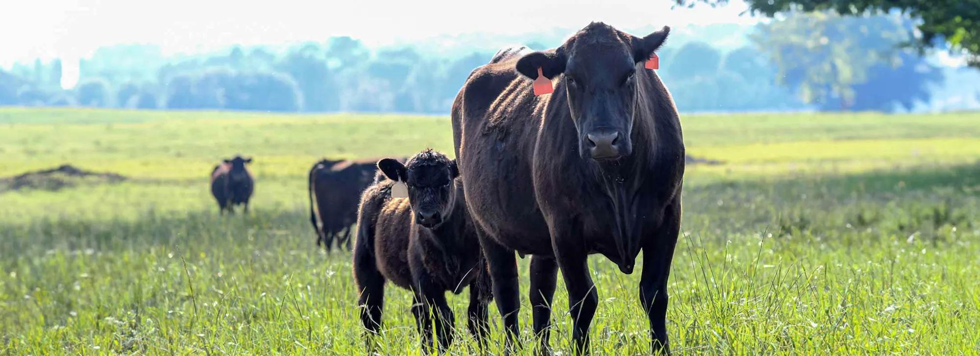 Hedging Cattle Markets with LRP | AgCountry