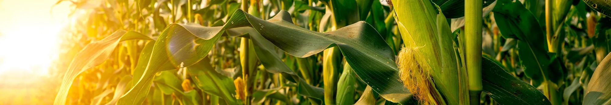 Crop Insurance | AgCountry