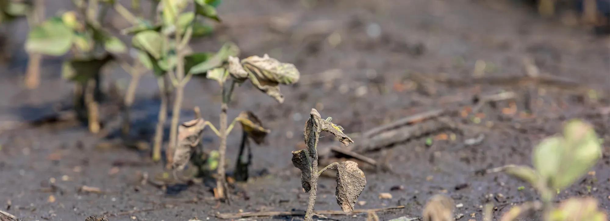 Recapping SCO and ECO Coverage: What Paid Out in 2022 | AgCountry