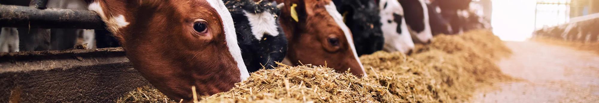 Dairy Revenue Protection | AgCountry