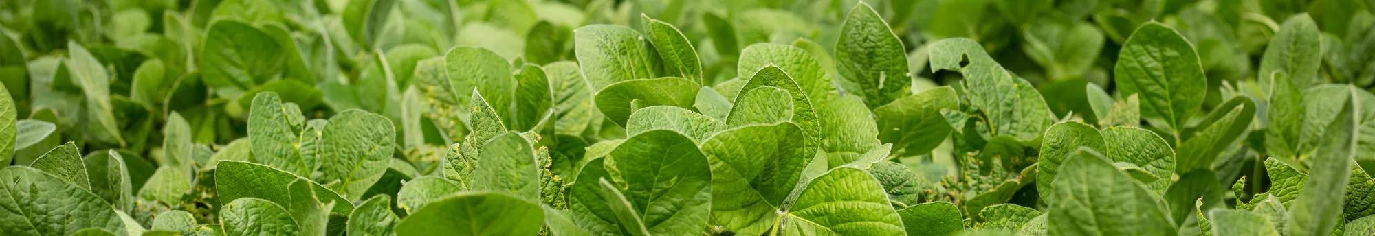 Revenue Protection Crop Insurance | AgCountry