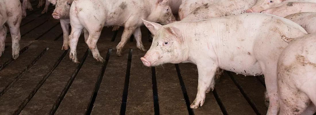 Terrain | Hog Futures Rally to Profitable Levels | FCSAmerica