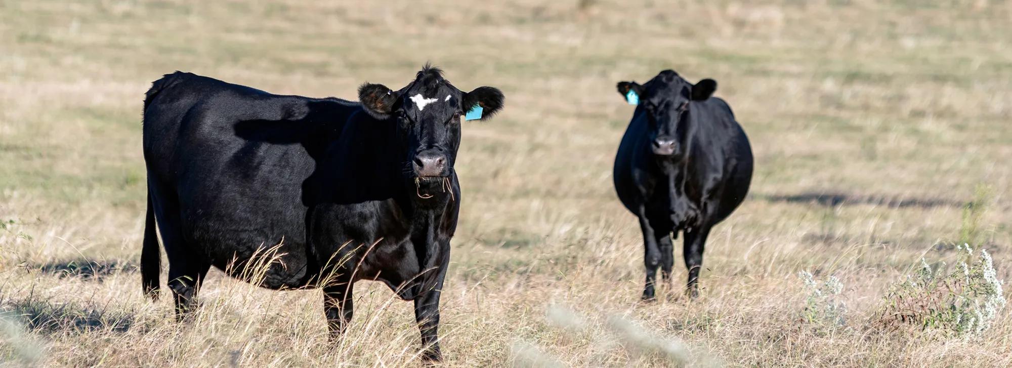 PRF Insurance: Drought Protection When You Need It | AgCountry