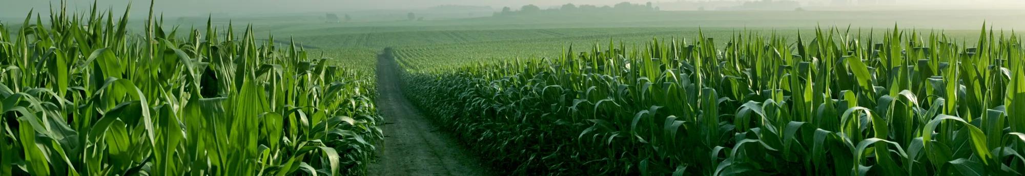 Crop Insurance | Leading Midwest Agency | Frontier Farm Credit