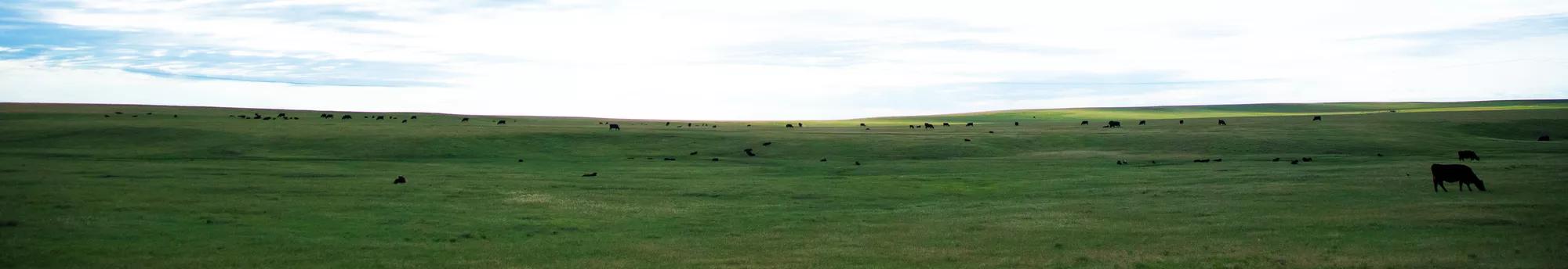 Revenue Protection Crop Insurance | FCSAmerica